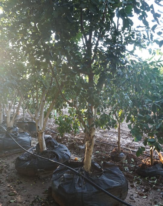 עצים בוגרים קונים במשתלת גן ירק